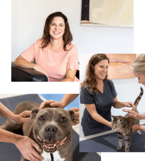 Our Team | Ready, Vet, Go