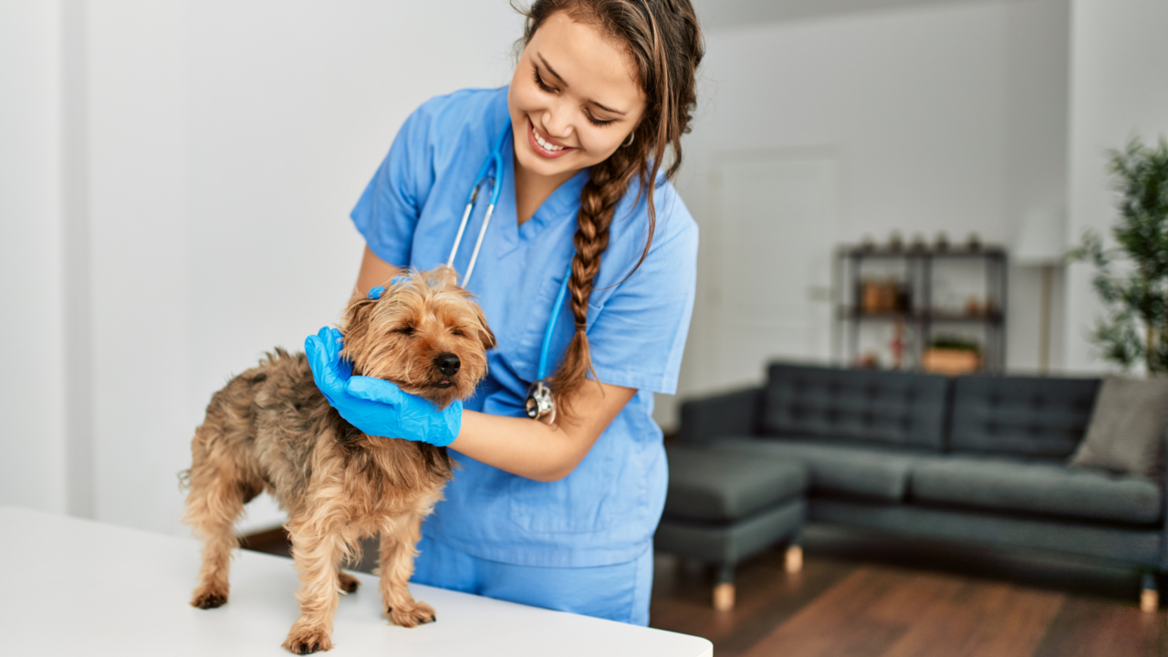 The Ready, Vet, Go Return On Investment For Practices | Ready, Vet, Go