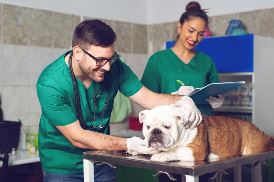 Collegiality In Veterinary Medicine | Ready, Vet, Go