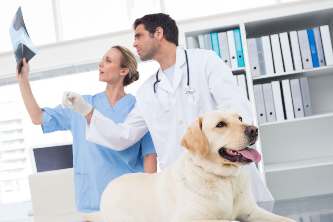 Safety First: Creating A Psychologically Safe Practice | Ready, Vet, Go